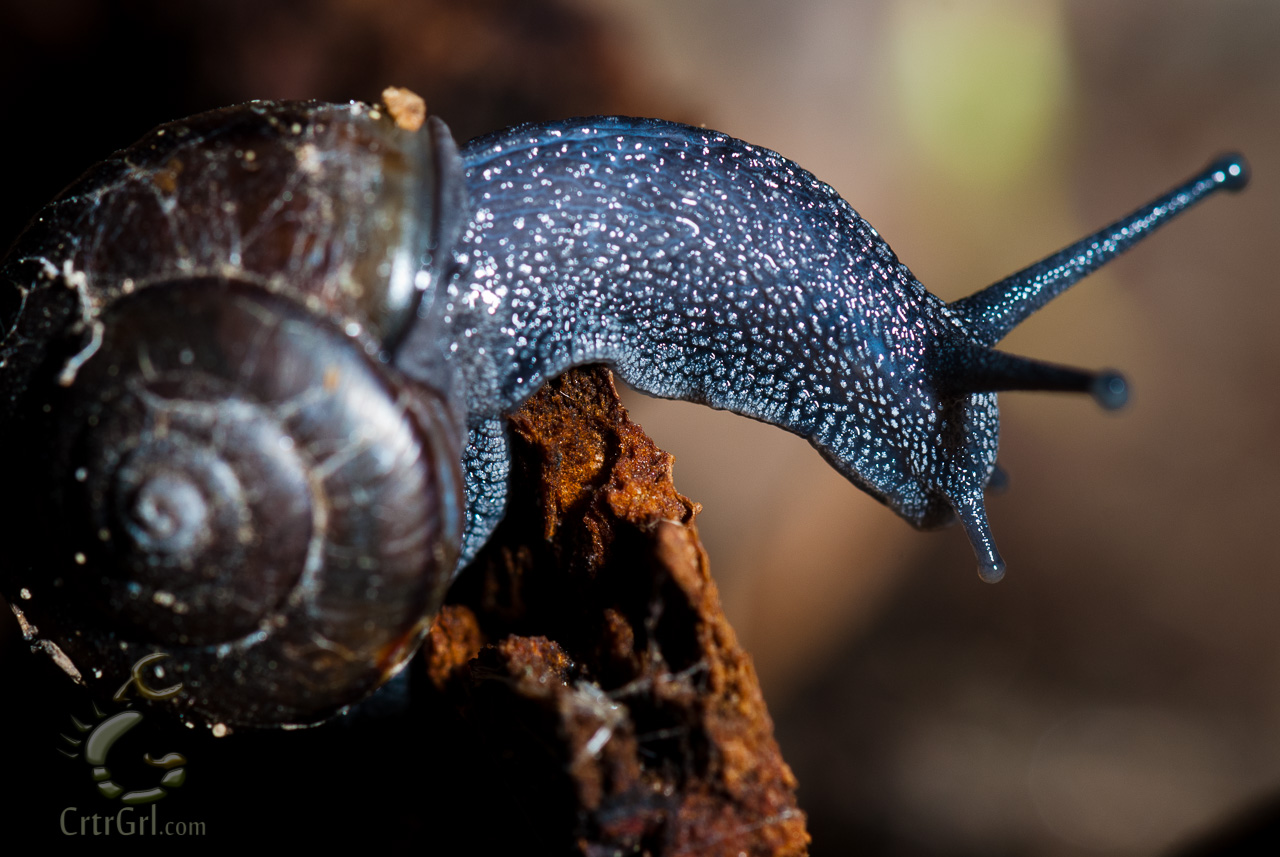 Snails, Slugs and Worms - CrtrGrl